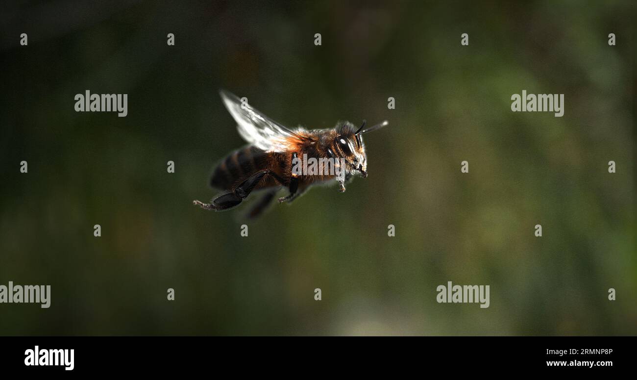 |European Honey Bee, apis mellifera, Bee in Flight, Normandy Stock ...