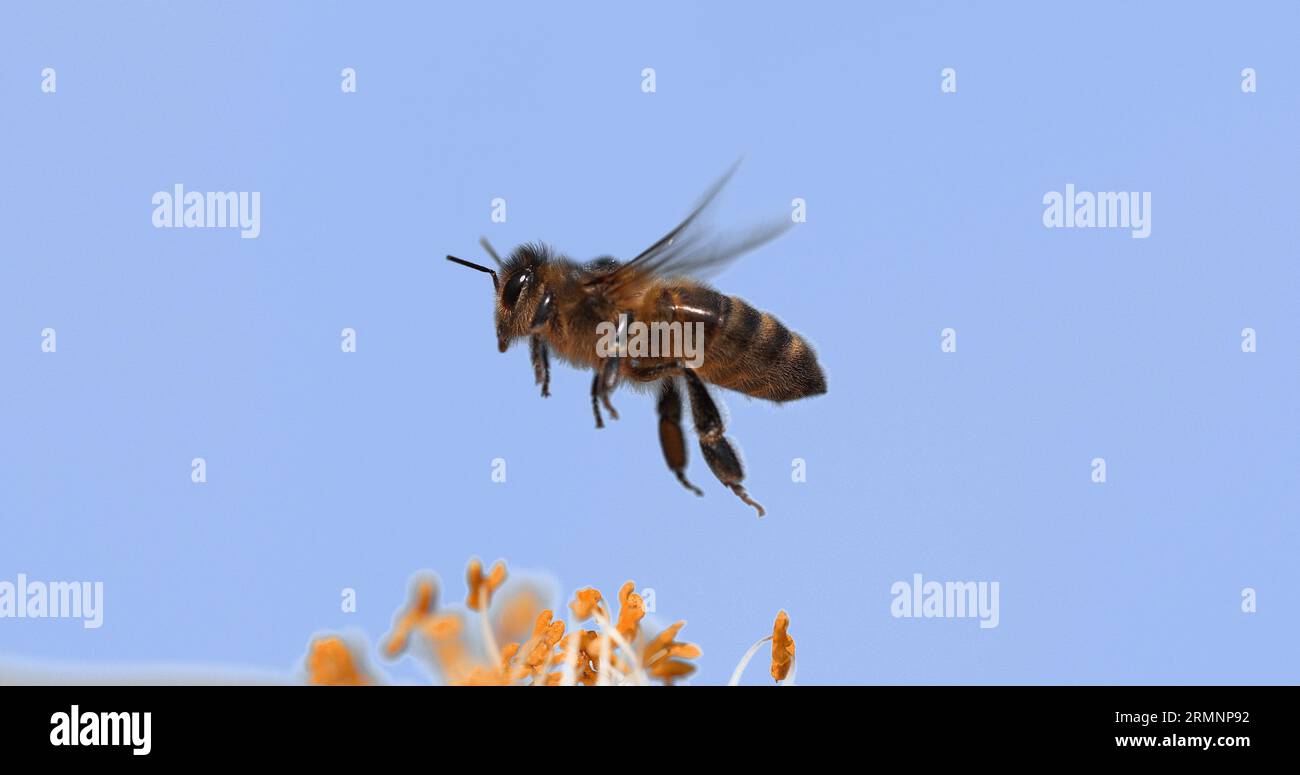 |European Honey Bee, apis mellifera, Bee in Flight, Foraging Flower ...