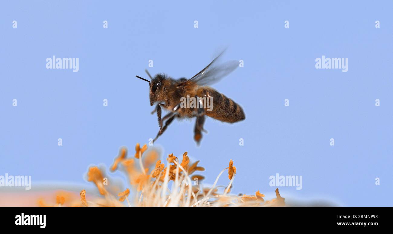 |European Honey Bee, apis mellifera, Bee in Flight, Foraging Flower ...