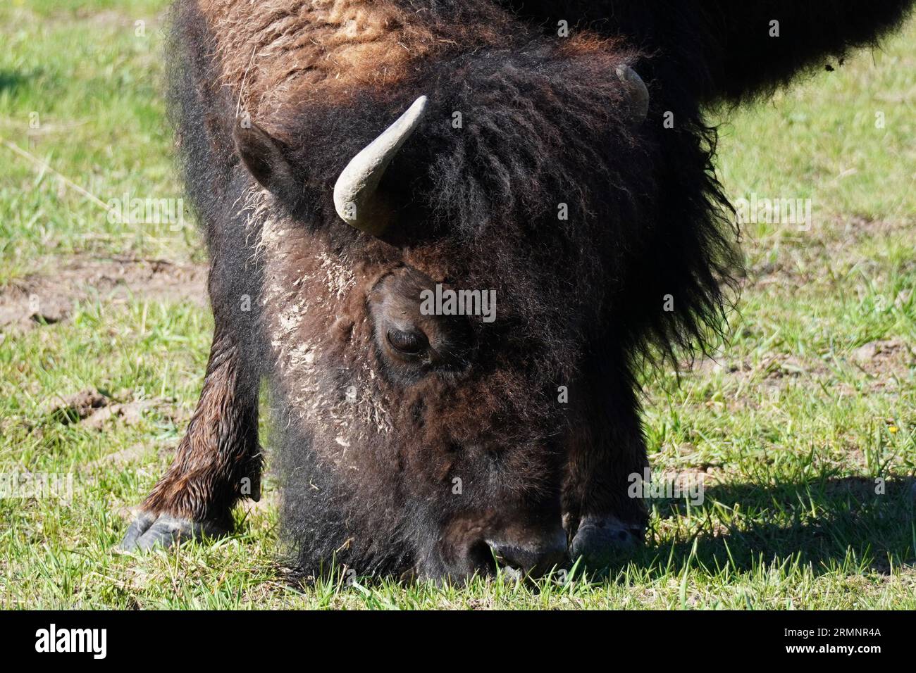 Close up of bison hi-res stock photography and images - Alamy