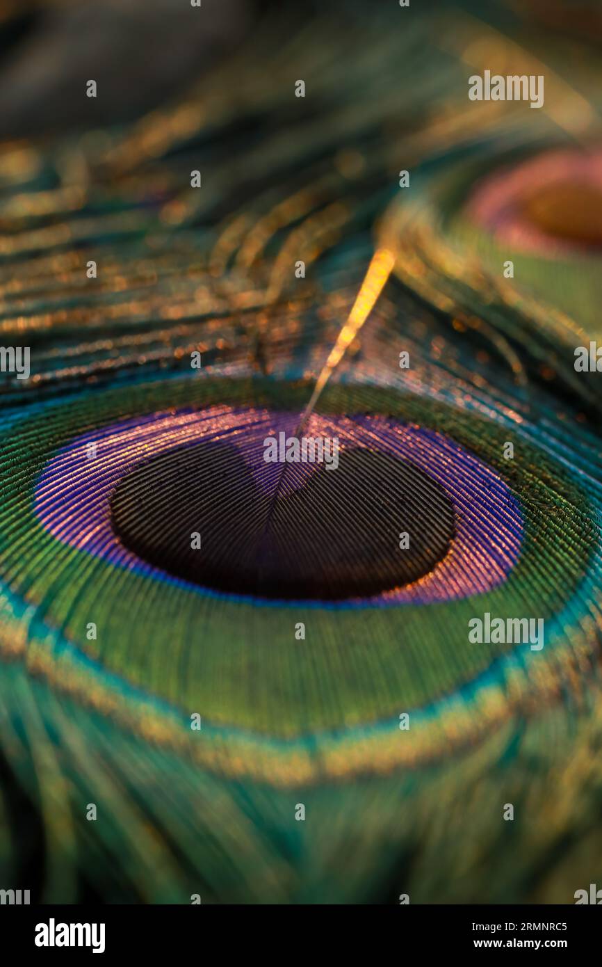 A close-up image of a single, vibrant Peacock feather, with its ...