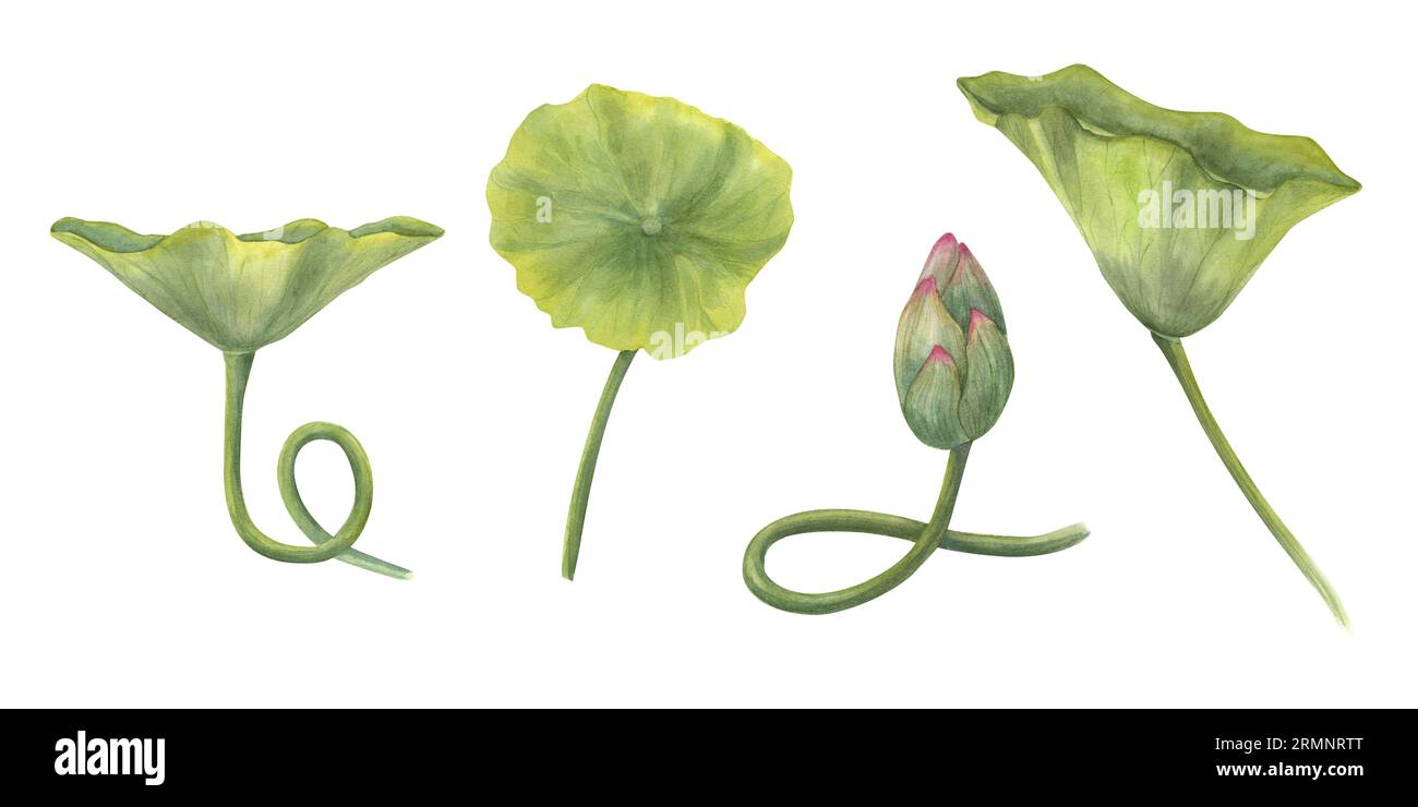 Lotus Leaves. Green Water Lily Leaf. Set of plants. Watercolor ...