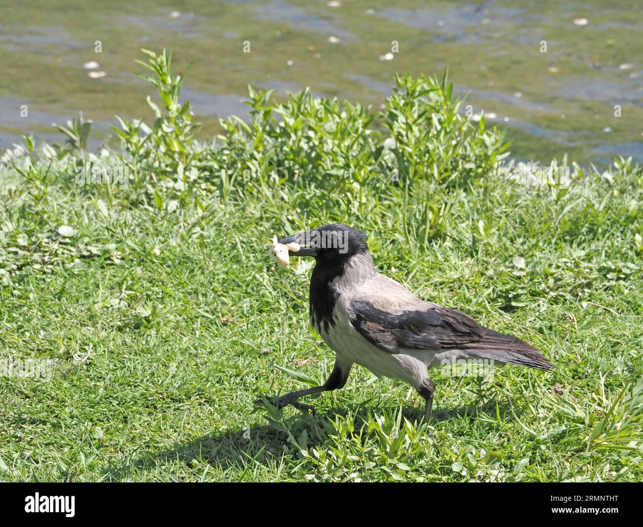 Hooded Crow, Corvus cornix, beside the River Po, Turin Stock Photo - Alamy