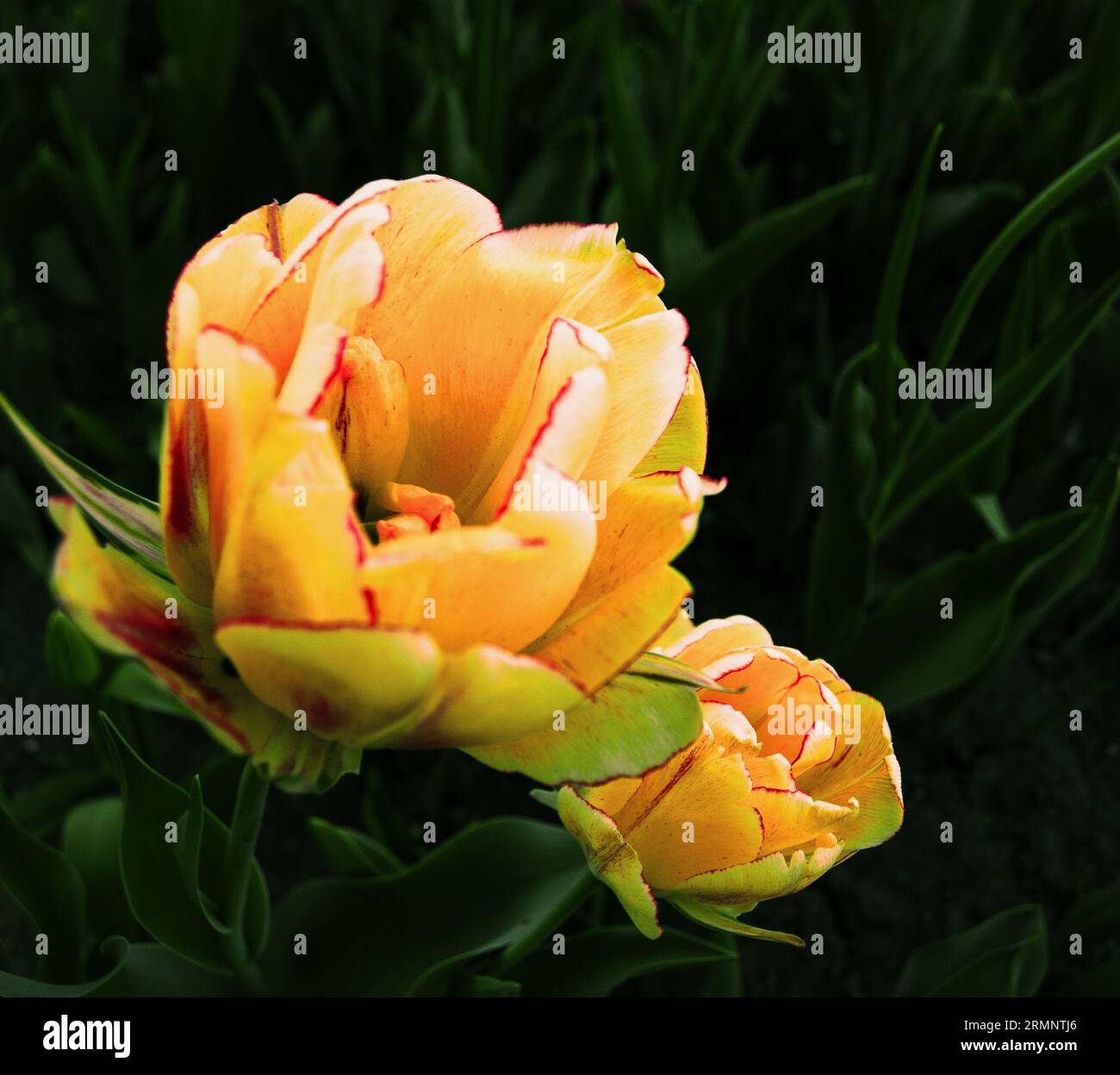 Polypetalous hi-res stock photography and images - Alamy