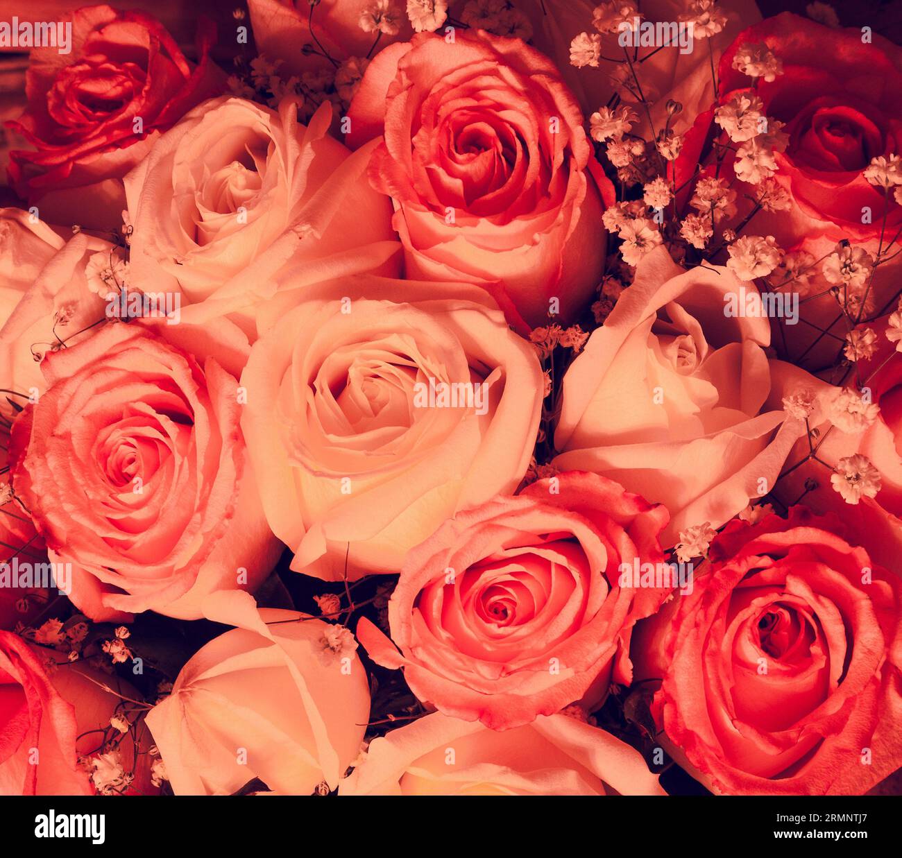 Large bunch of red roses hi-res stock photography and images - Alamy