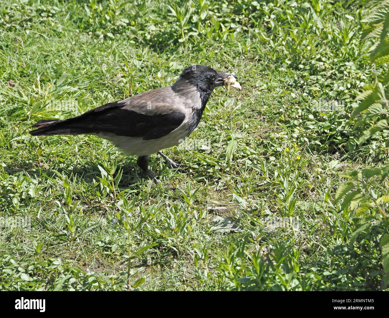 Hooded Crow, Corvus cornix, beside the River Po, Turin Stock Photo - Alamy