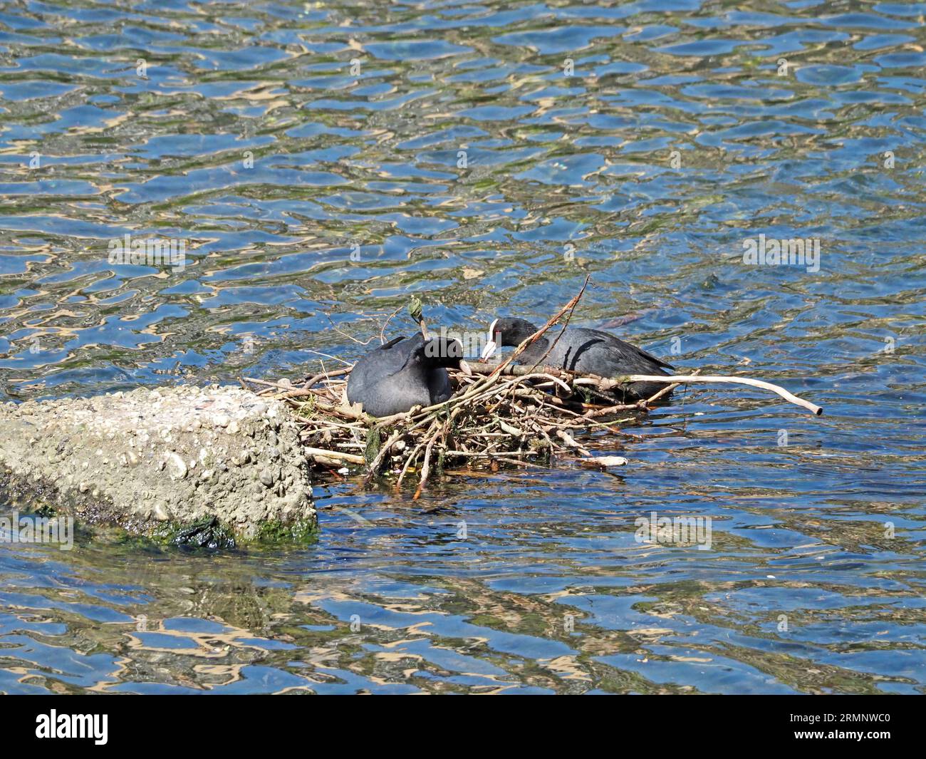 Male and female coots building nest hi-res stock photography and images ...