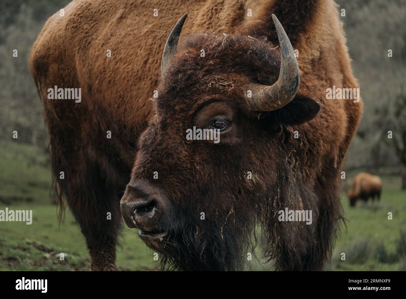 Buffalo spring hi-res stock photography and images - Alamy