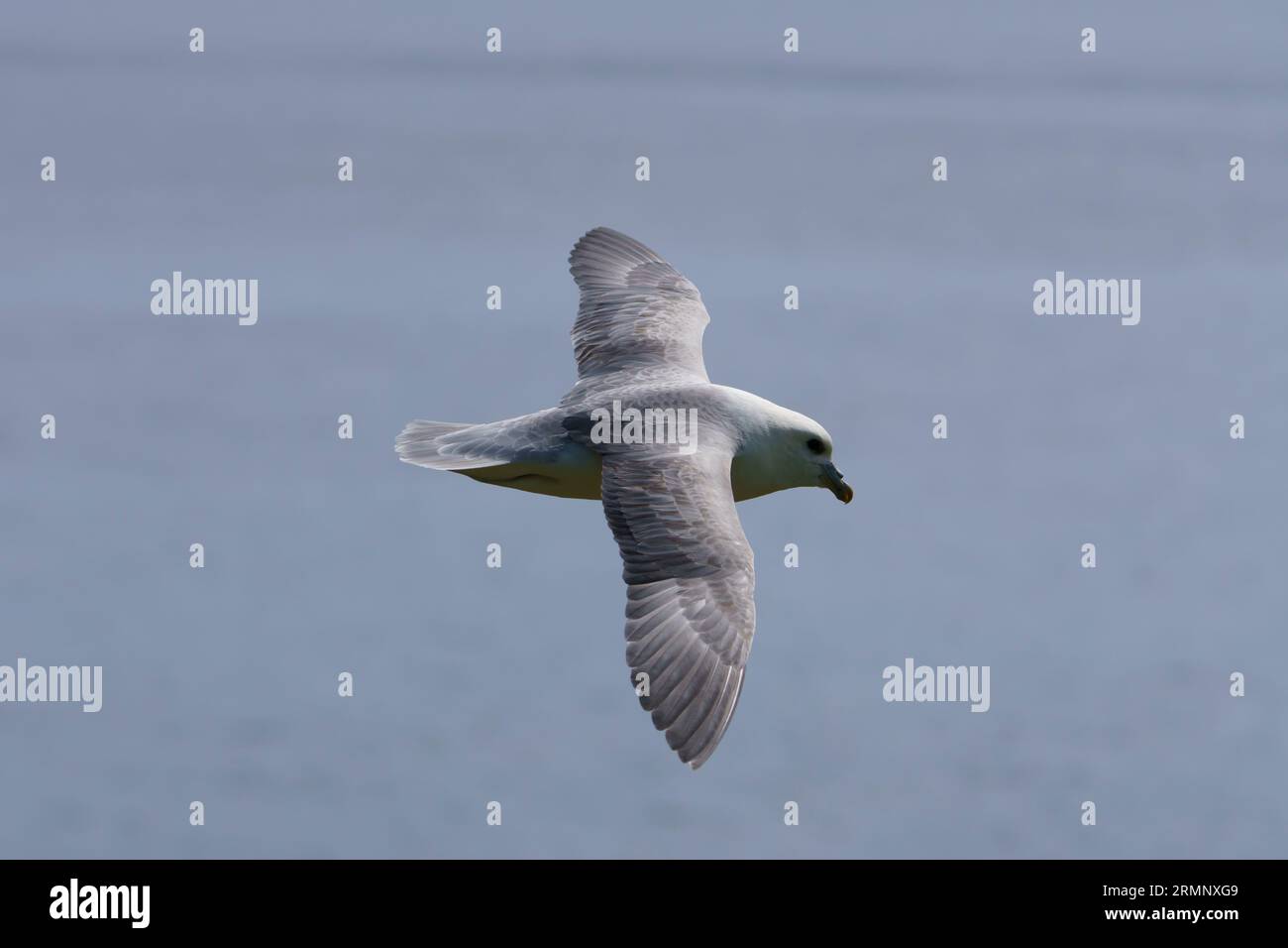 Fulmarus glacialis Family Procellariidae Genus Fulmarus Northern fulmar ...