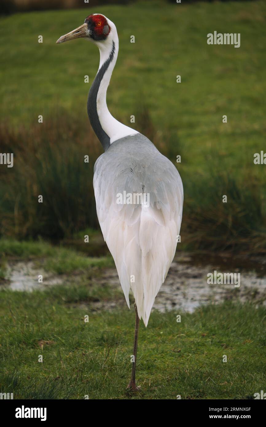 White crane california hi-res stock photography and images - Alamy