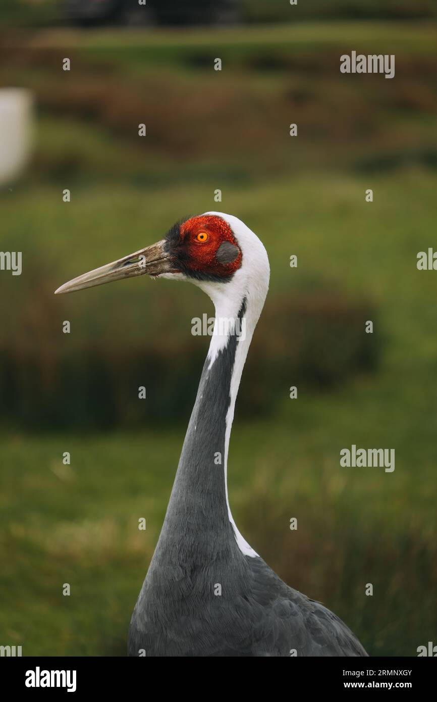 White crane california hi-res stock photography and images - Alamy