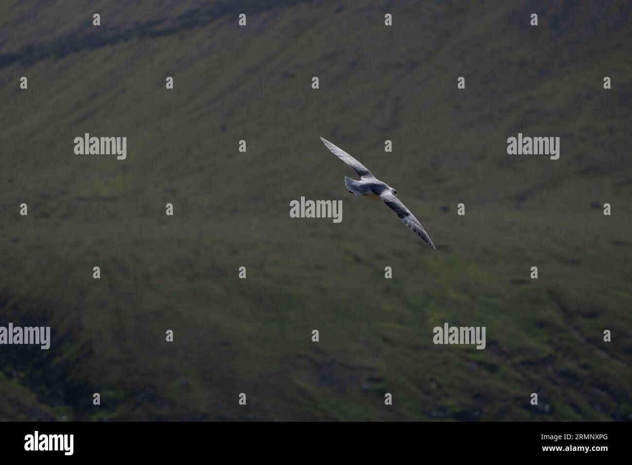 Fulmarus glacialis Family Procellariidae Genus Fulmarus Northern fulmar ...