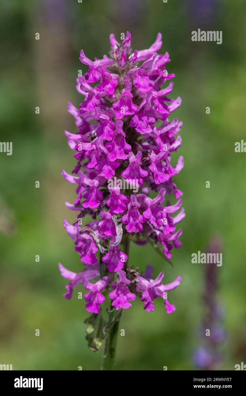 Close up of wood betony hummelo (stachys officinalis) flowers in bloom ...