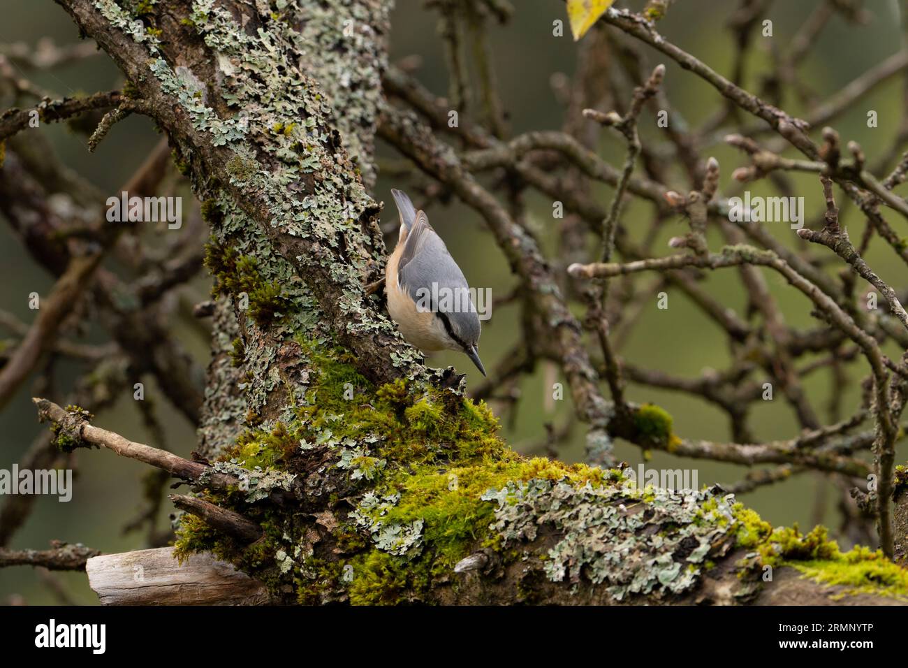 Eurasian nuthatch photography hi-res stock photography and images - Alamy