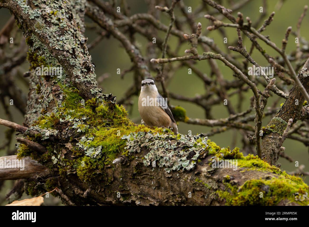 Sitta europaea Family Sittidae Genus Sitta Eurasian nuthatch Wood ...