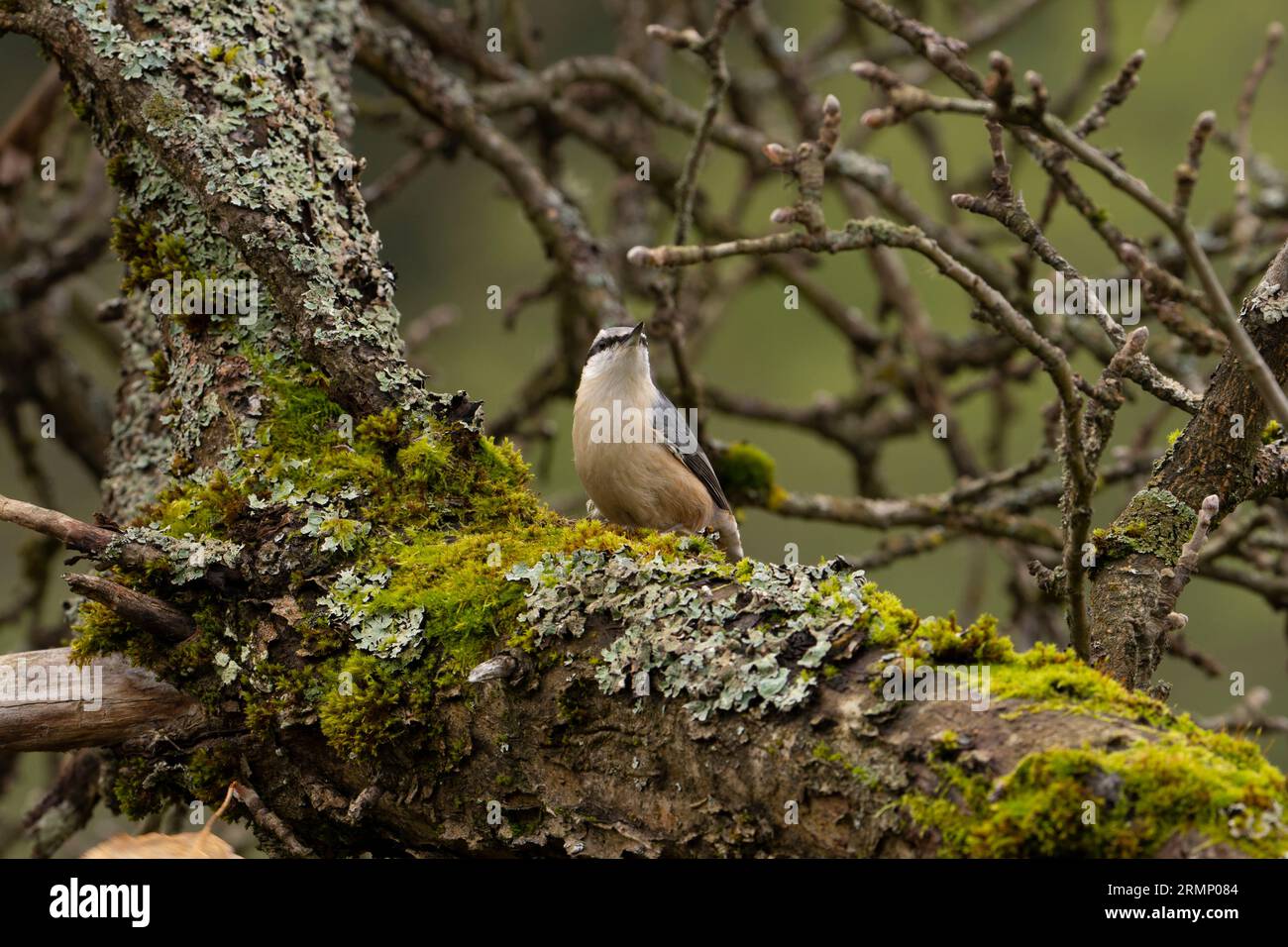 Eurasian nuthatch wallpaper hi-res stock photography and images - Alamy