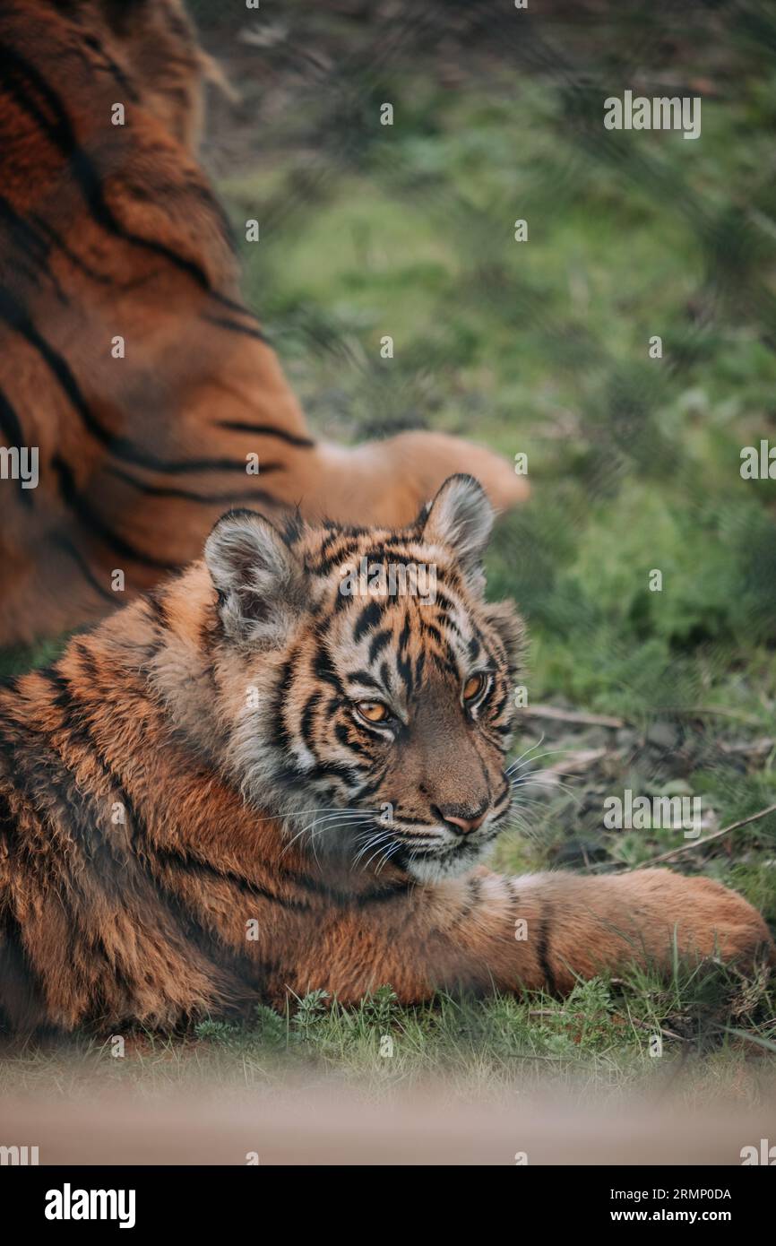 Baby tiger hi-res stock photography and images - Alamy