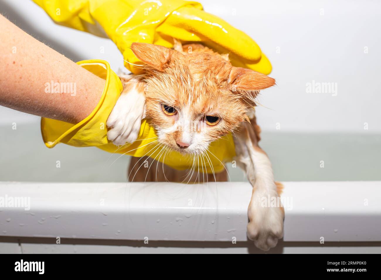 Red wet frightened cat jumps out of the bath. Bathing pets, care and ...
