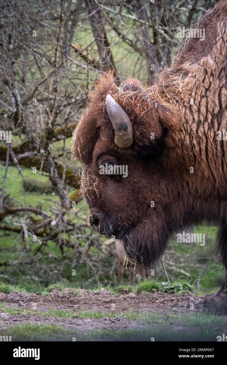 North american carnivores hi-res stock photography and images - Alamy