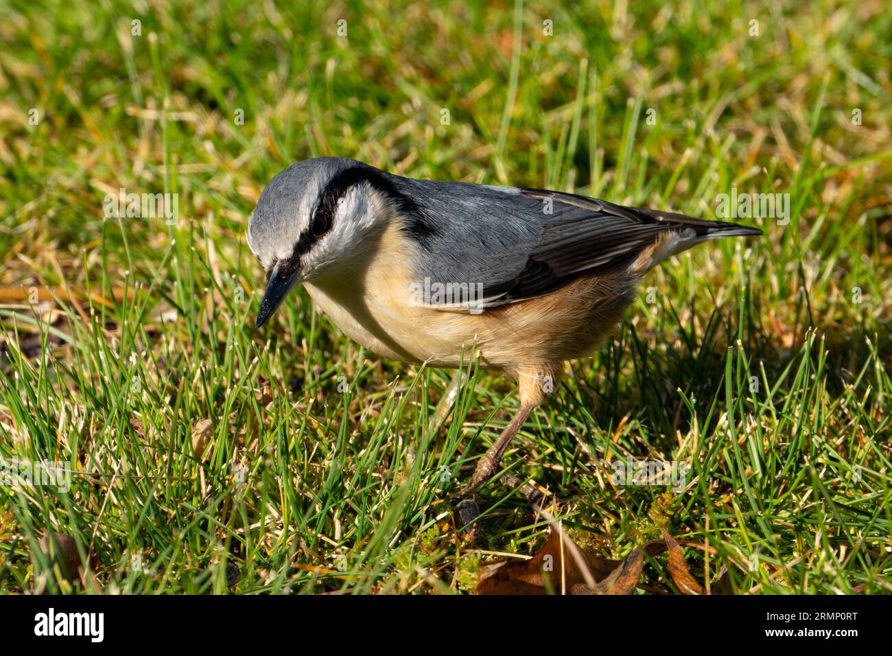 Sitta europaea Family Sittidae Genus Sitta Eurasian nuthatch Wood ...