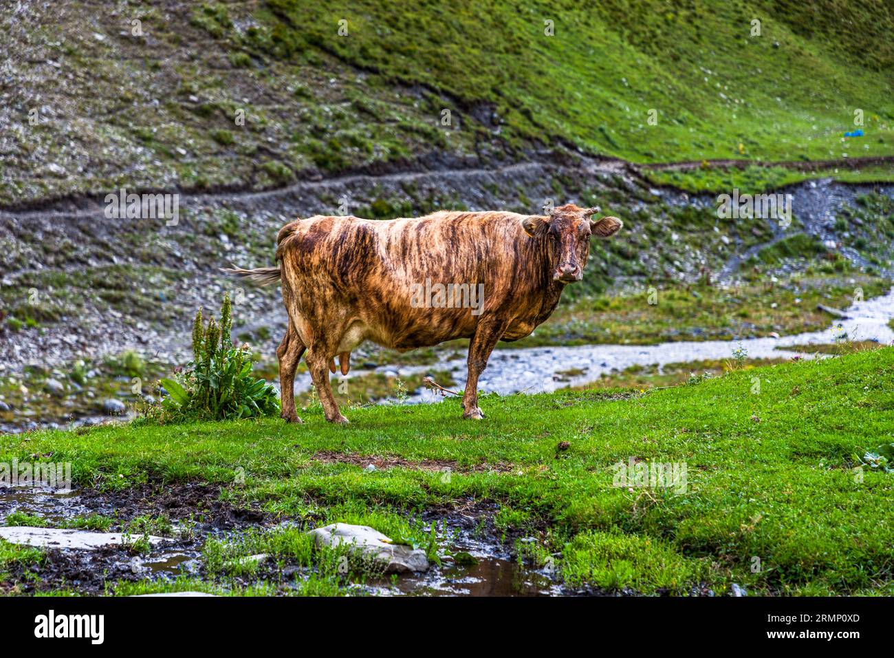 An interesting patterned cow on the hiking trail through Tusheti ...