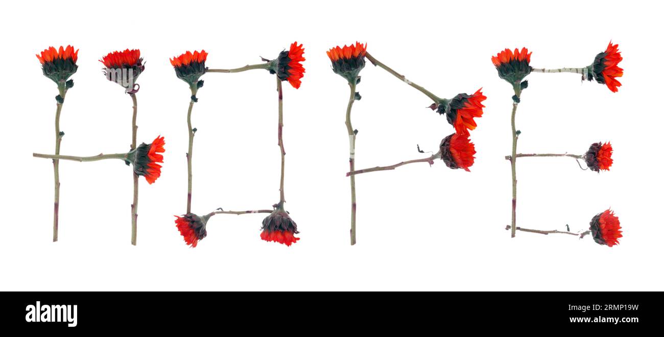 Hope spelled out beautiful & colorfully un usual in red sunflowers on ...