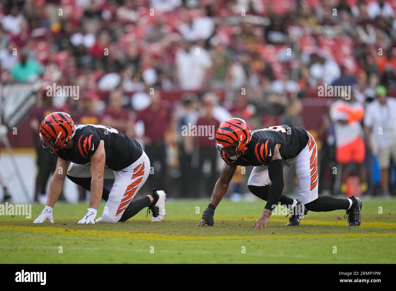 Cincinnati Bengals' Tanner Hudson, left, and Keandre Jones prepare for ...