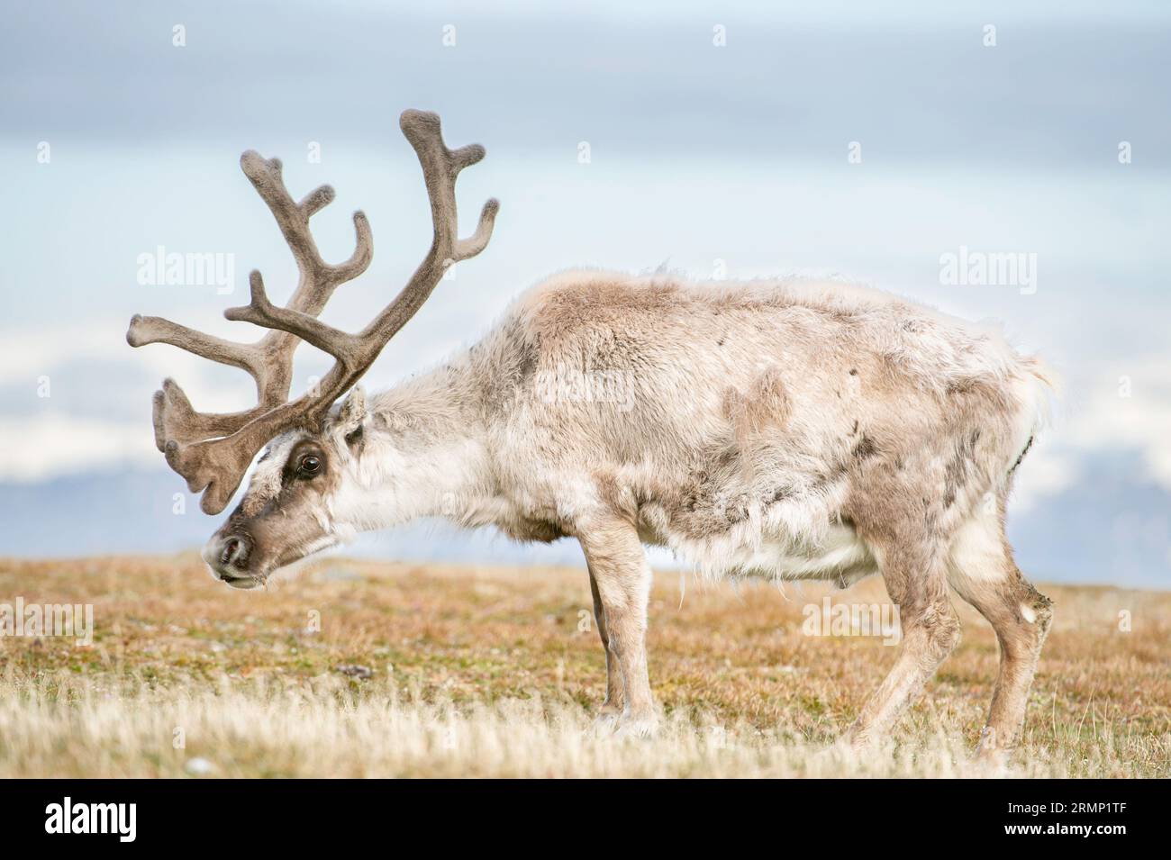 Male Reindeer in Svalbard Stock Photo - Alamy
