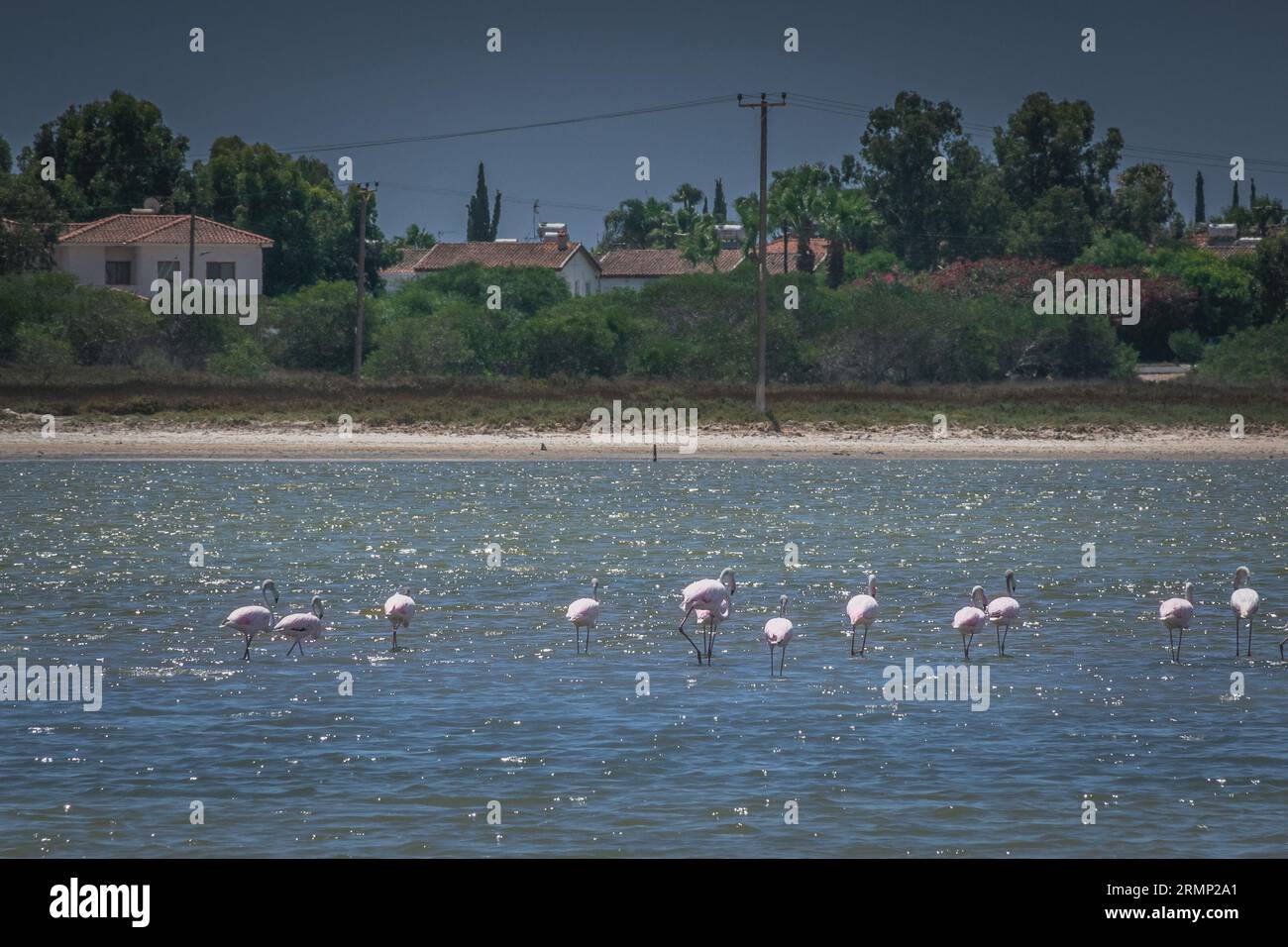 Larnaca flamingos hi-res stock photography and images - Alamy