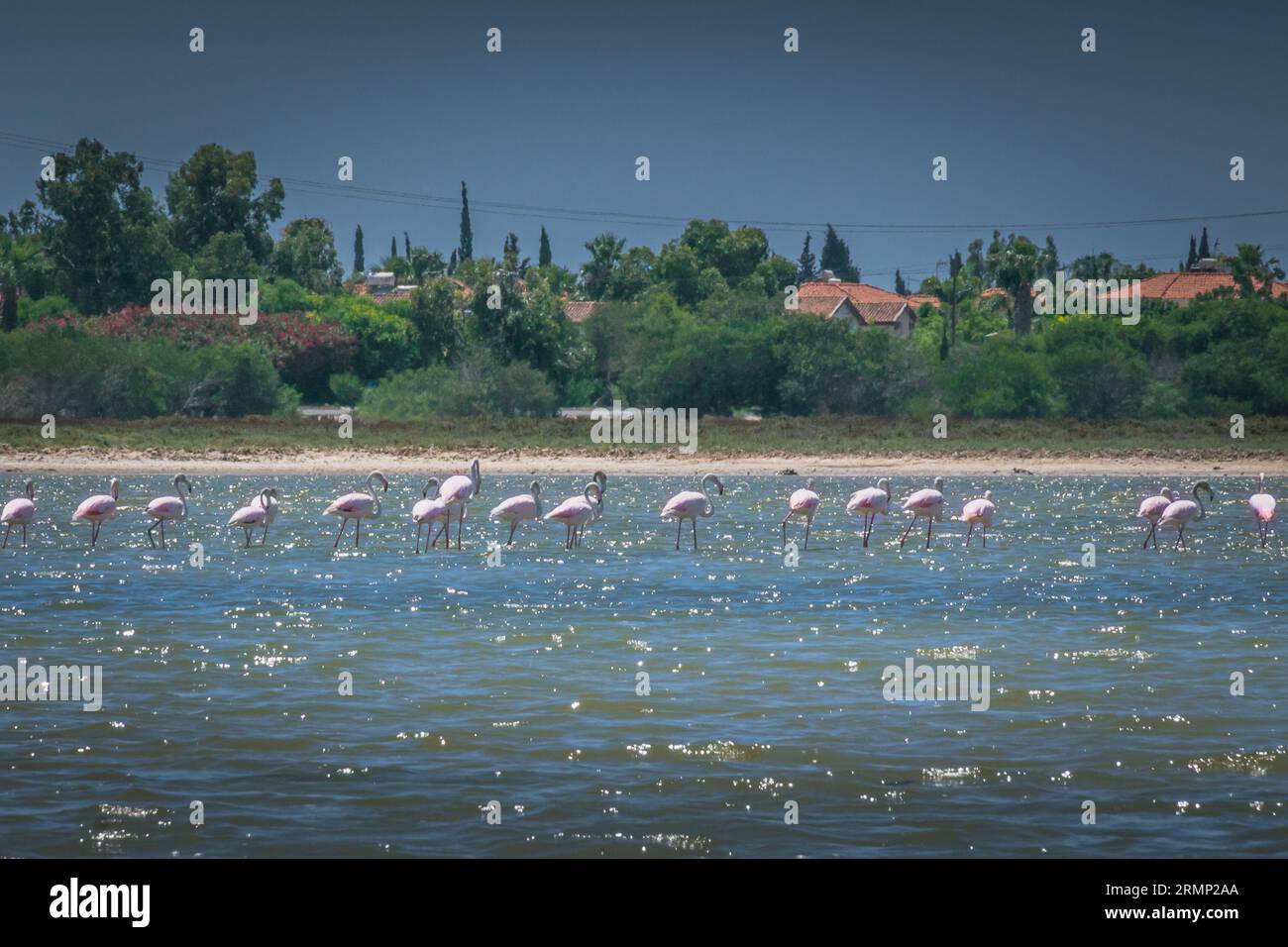 Larnaca flamingos hi-res stock photography and images - Alamy