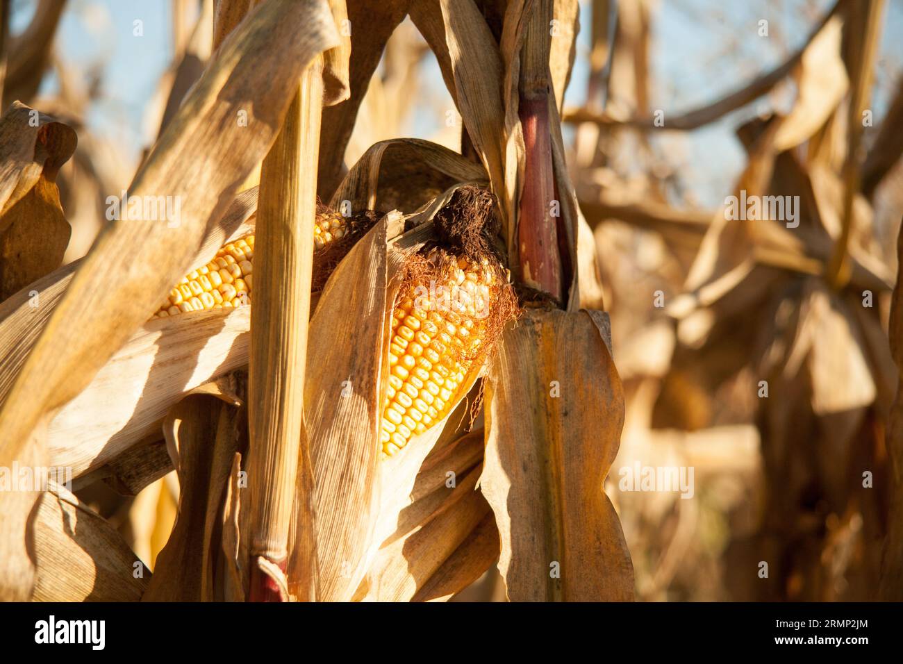 Yellow corn field hi-res stock photography and images - Alamy