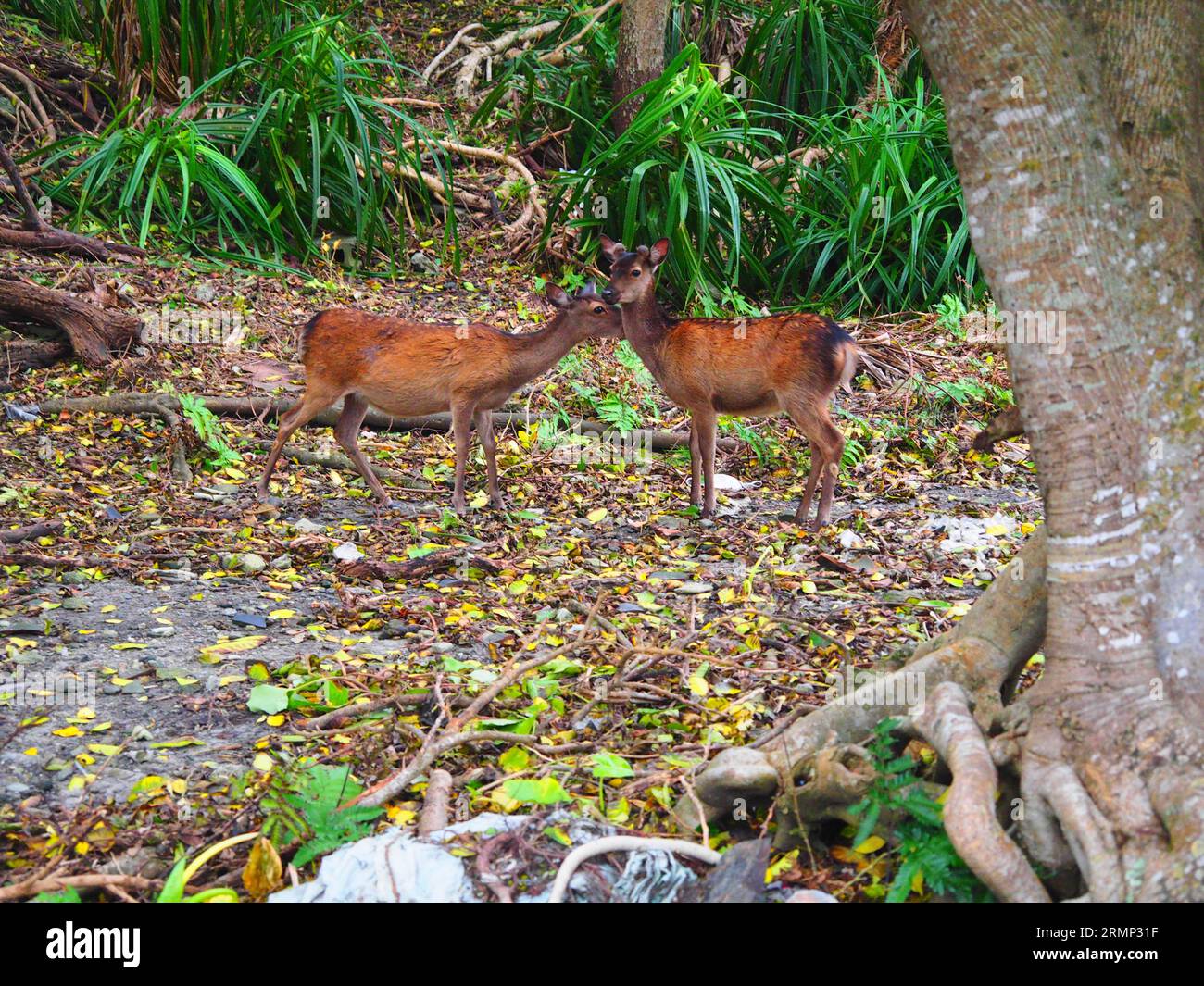 Kerama Islands, National Park, Okinawa, Japan - Blue Zones Stock Photo ...