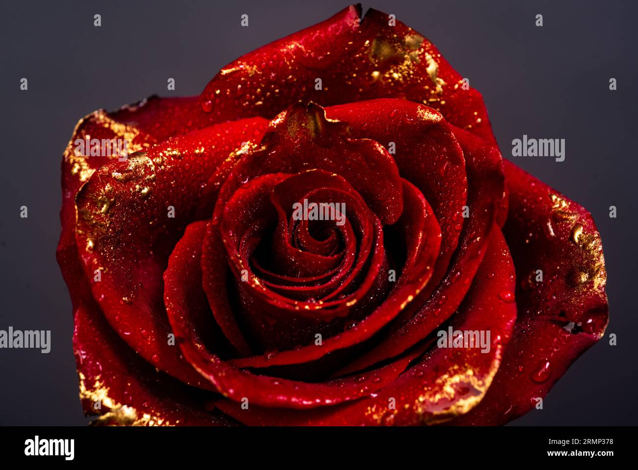 Rose with gold paint petals. Closeup of golden roses on black ...