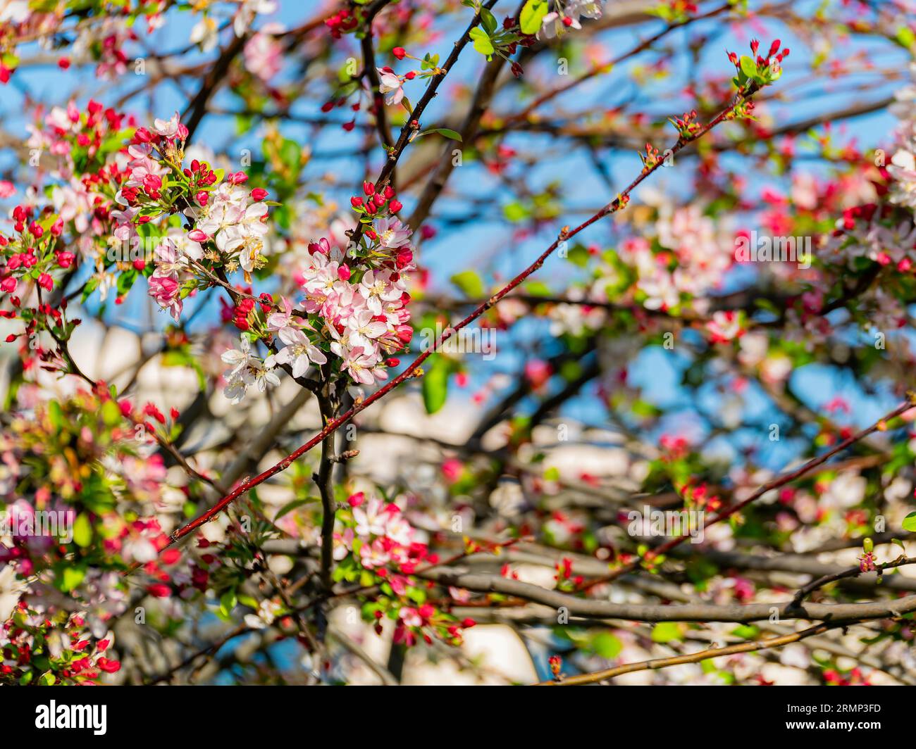 Pink malus spectabilis flower hi-res stock photography and images - Alamy