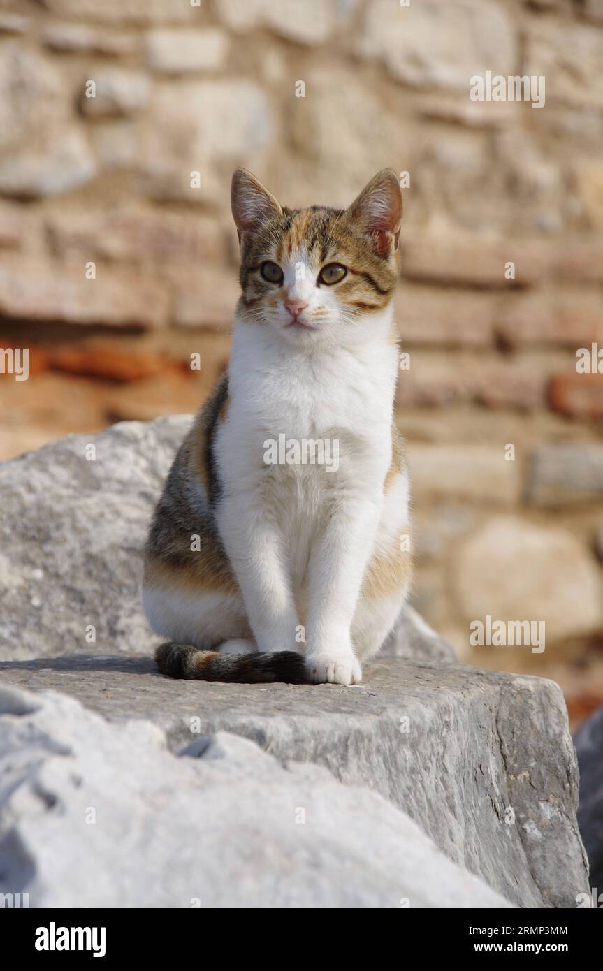 Tabby Cat sitting amongst temple ruins in the sunshine, Turkey Stock ...