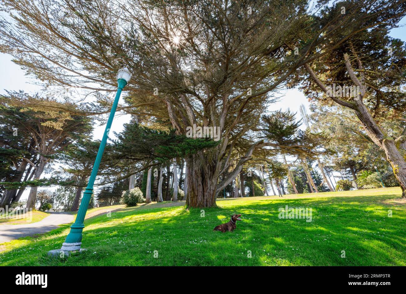 Dog under a tree hi-res stock photography and images - Alamy