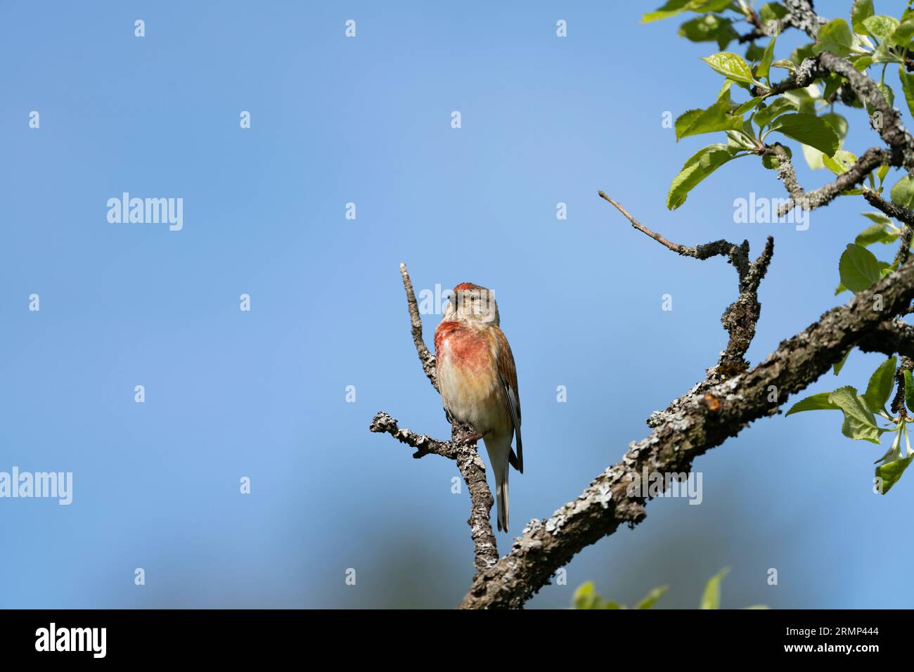 Linnet bird wallpaper hi-res stock photography and images - Alamy