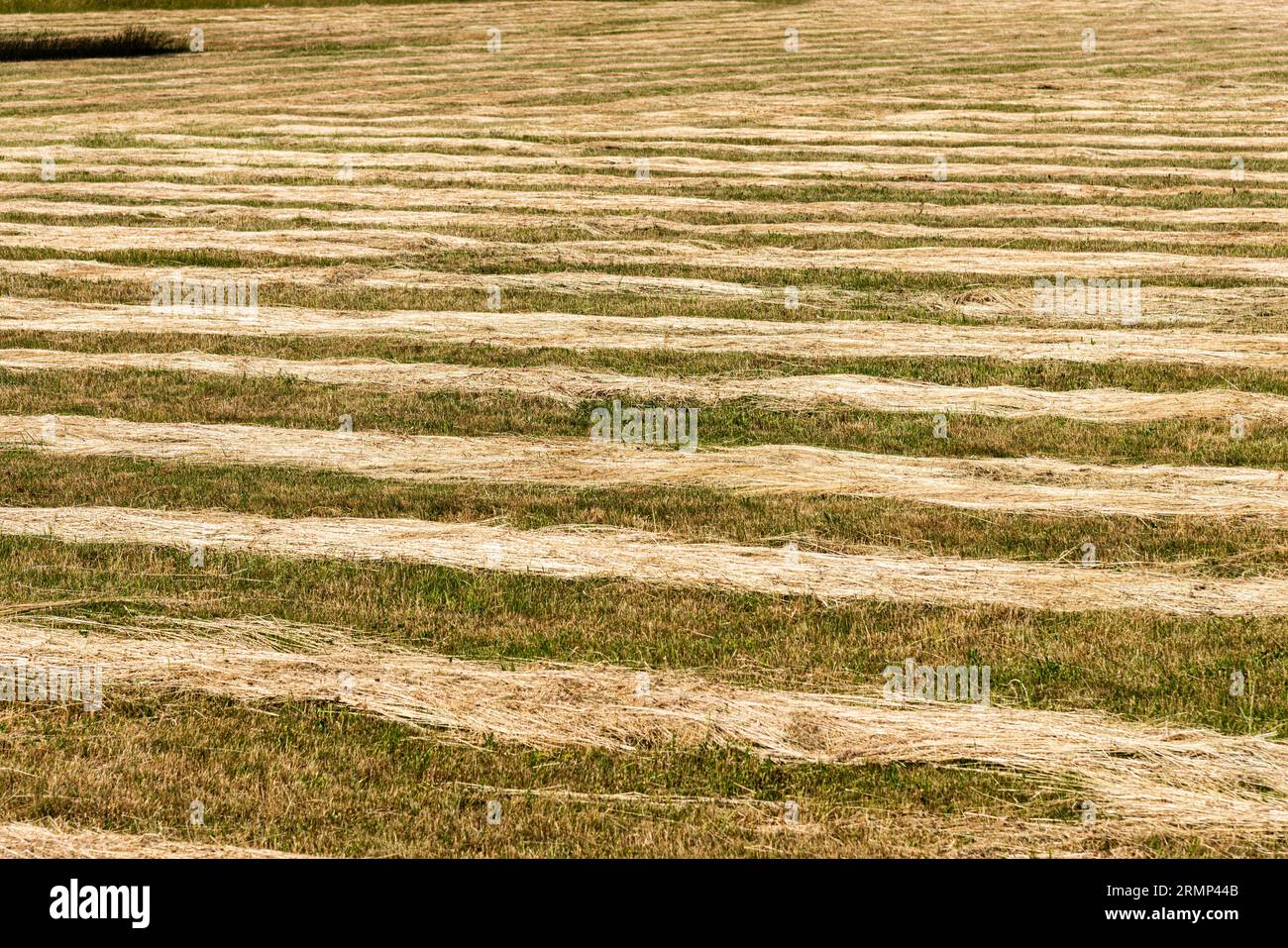 Nature stripes texture background of furrows in a wheat field after ...
