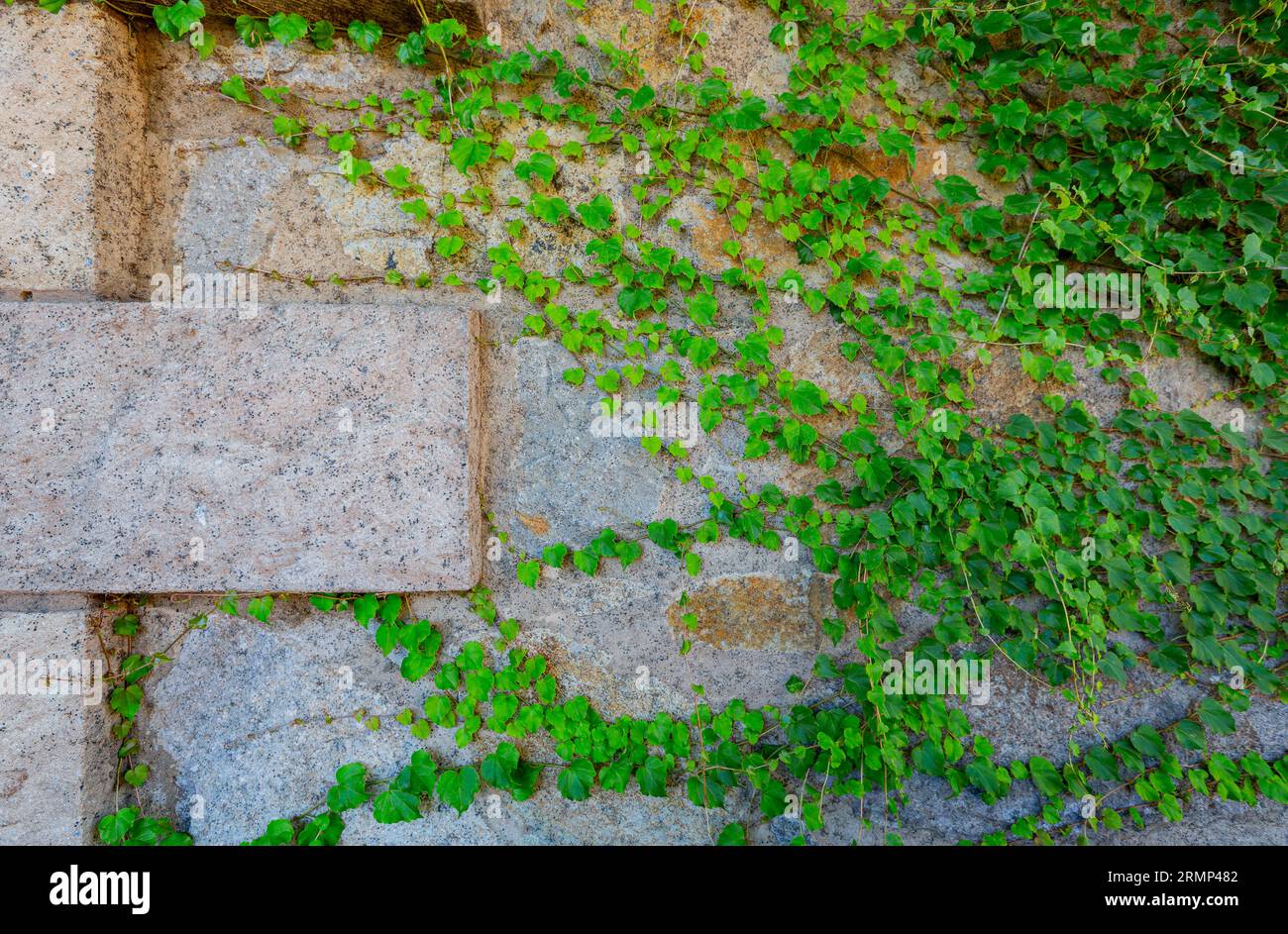 California ivy hi-res stock photography and images - Alamy