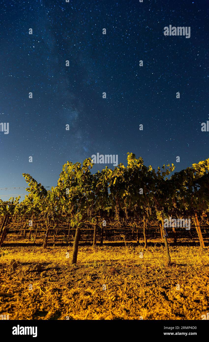 Night view with milky way sky with mature grapes hanging in winery at ...