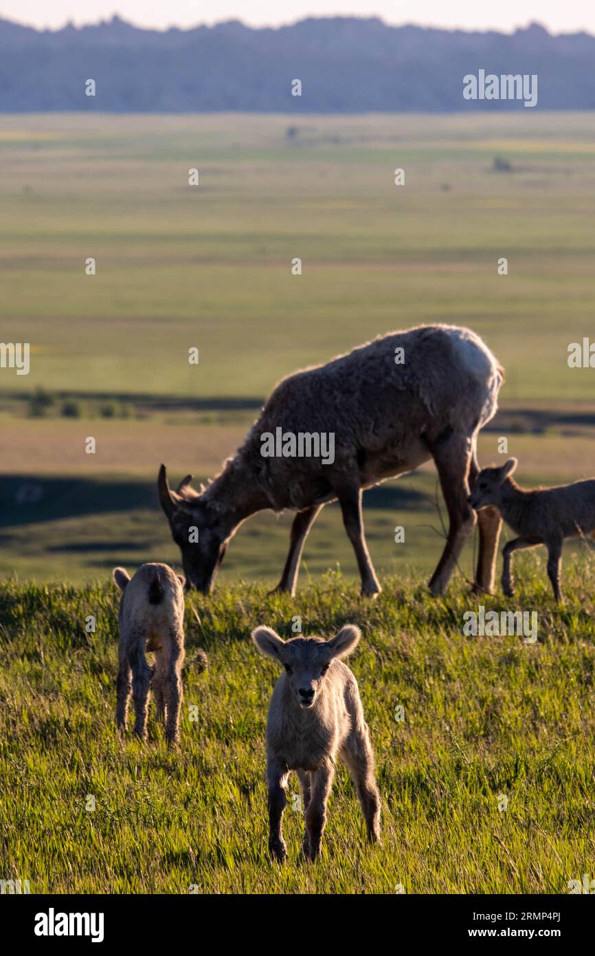 Sheep mating hi-res stock photography and images - Alamy
