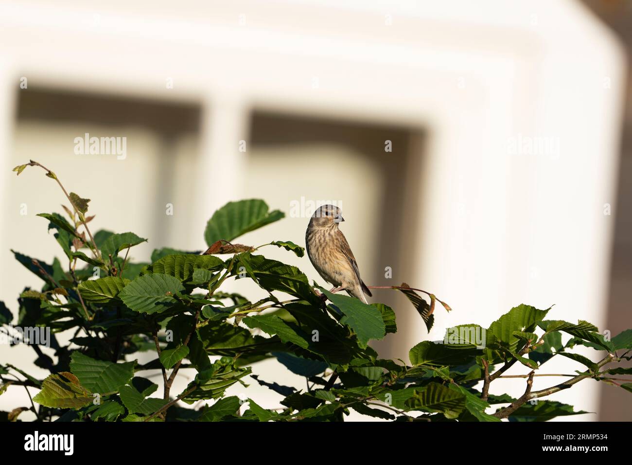 Linnet bird wallpaper hi-res stock photography and images - Alamy
