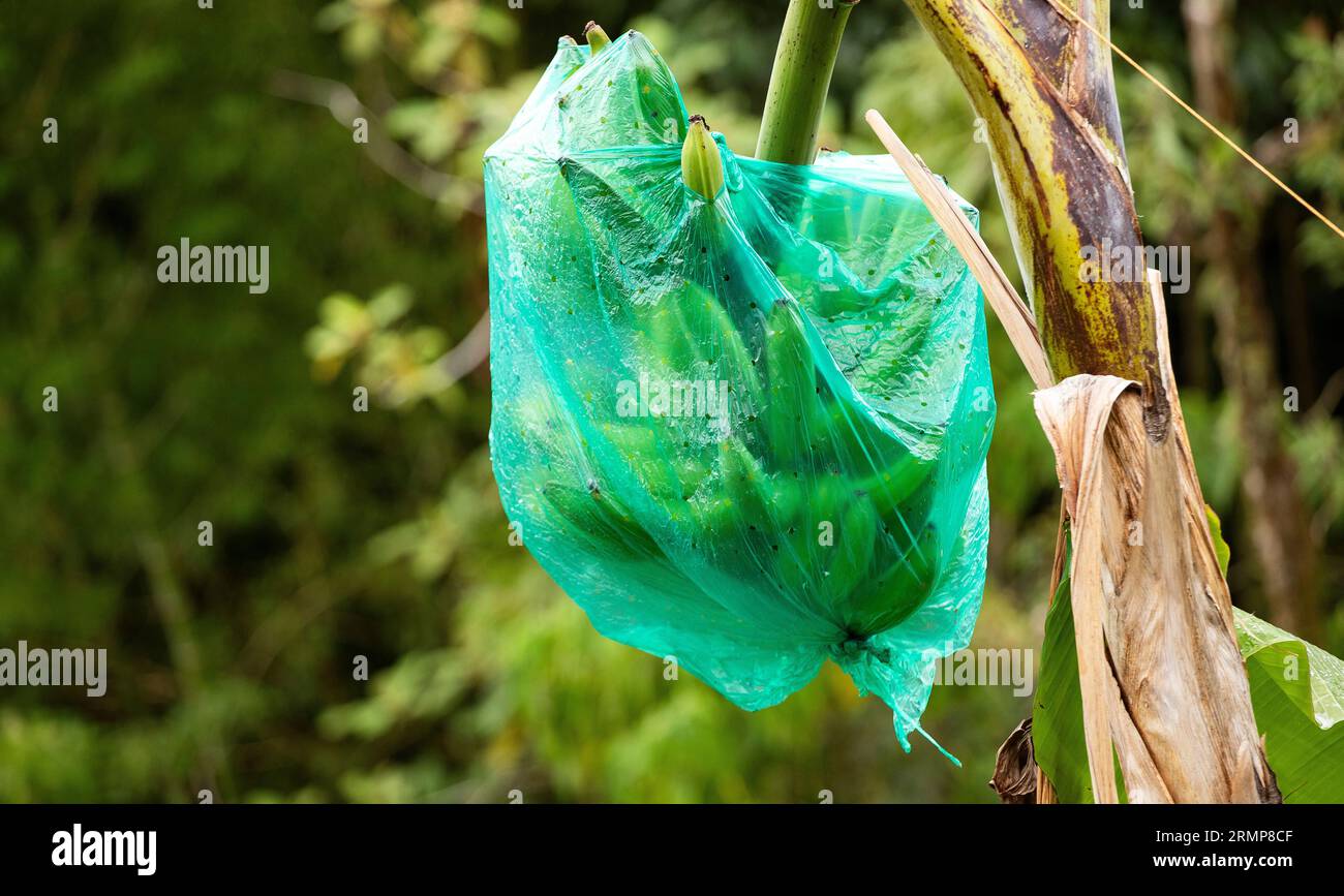 Bagging the banana bunch to protect from insects Stock Photo - Alamy