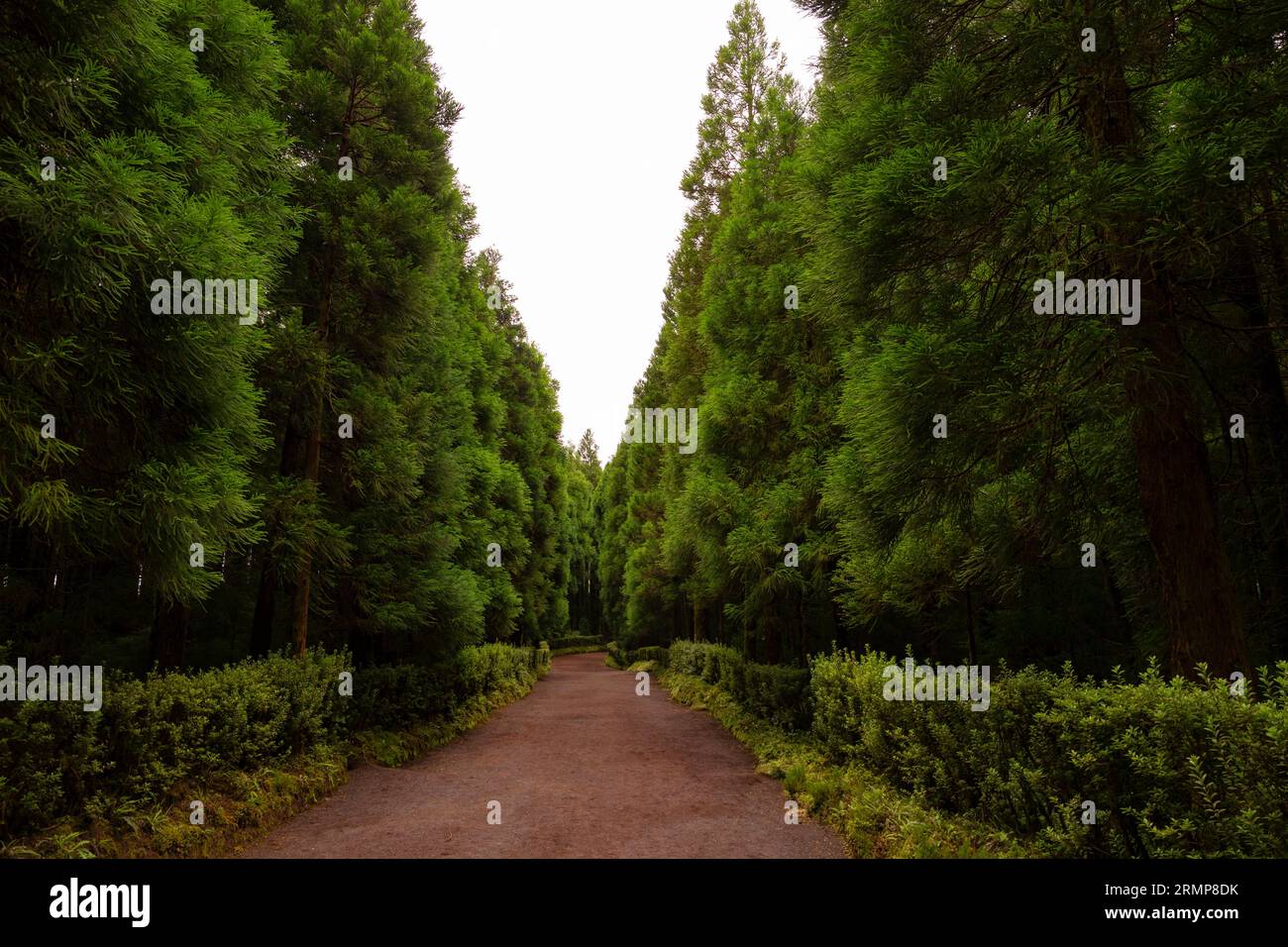Empty terrain path with tall cryptomeria trees in the forest. Sete ...