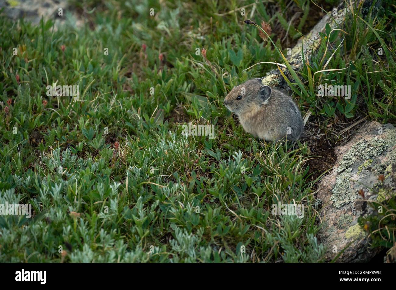 Small Pika Sits in The Shorts Green Plants of The Tundra in Rocky ...
