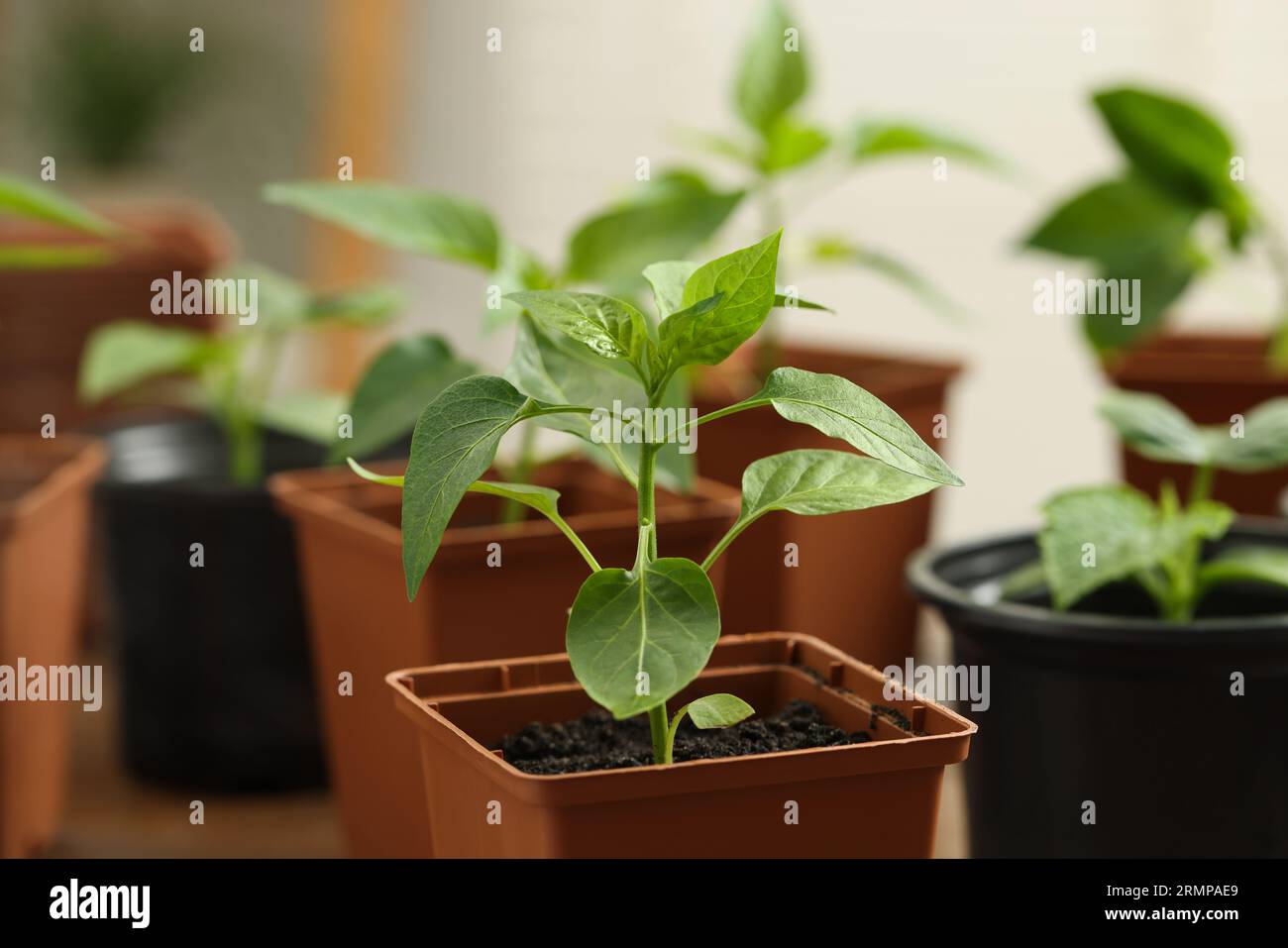 Seedlings growing in plastic containers with soil on blurred background ...
