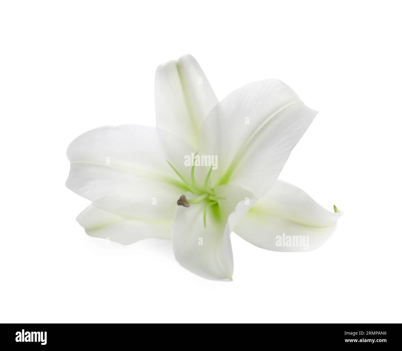 Beautiful fresh lily flower isolated on white Stock Photo - Alamy