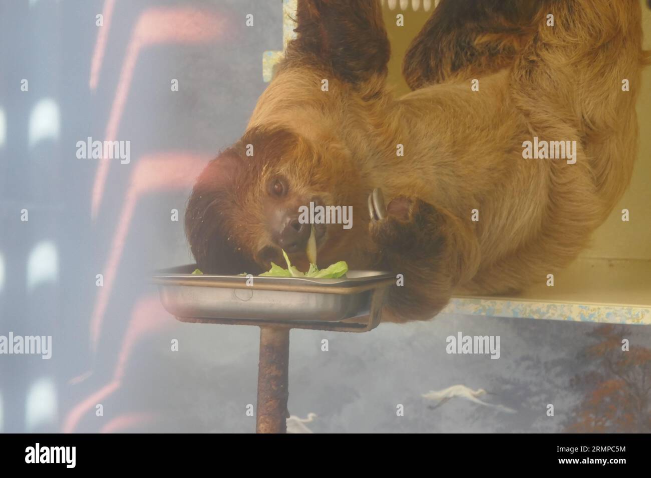 Los Angeles, California, USA 29th August 2023 LinneÕs Two-Toed Sloth ...