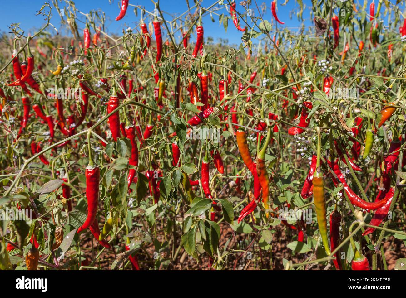Pepper field hi-res stock photography and images - Alamy