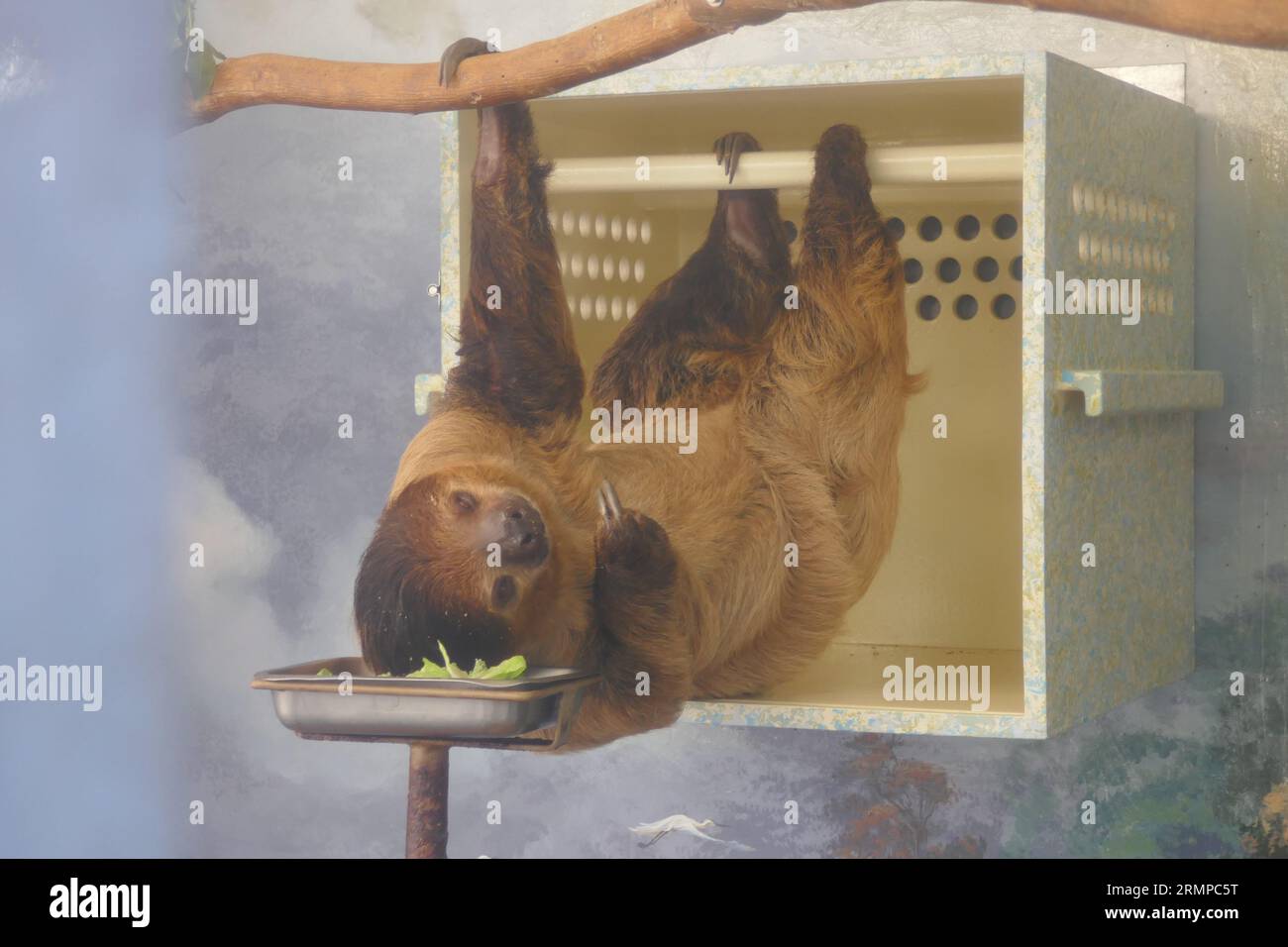 Los Angeles, California, USA 29th August 2023 LinneÕs Two-Toed Sloth ...